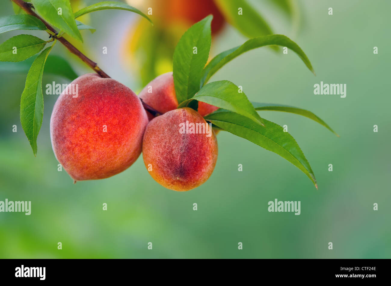 Peaches hanging on a tree branch Stock Photo - Alamy