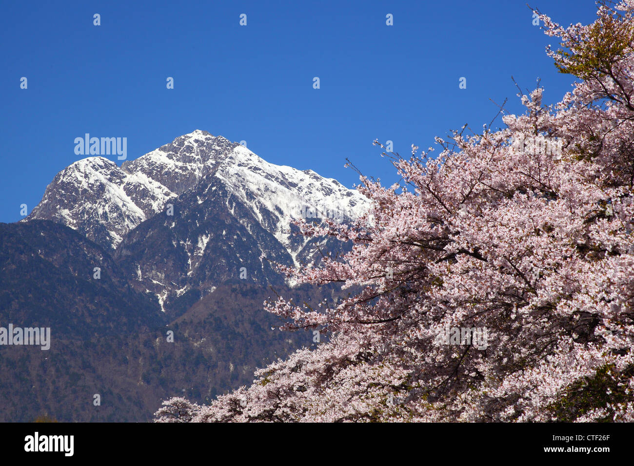 Cherry tree and southern alps of Japan, Yamanashi Stock Photo - Alamy