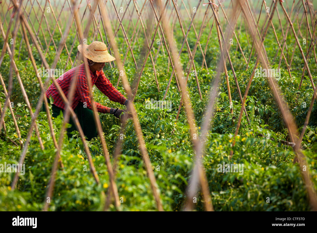 Woman tomato farming in Myanmar Stock Photo - Alamy