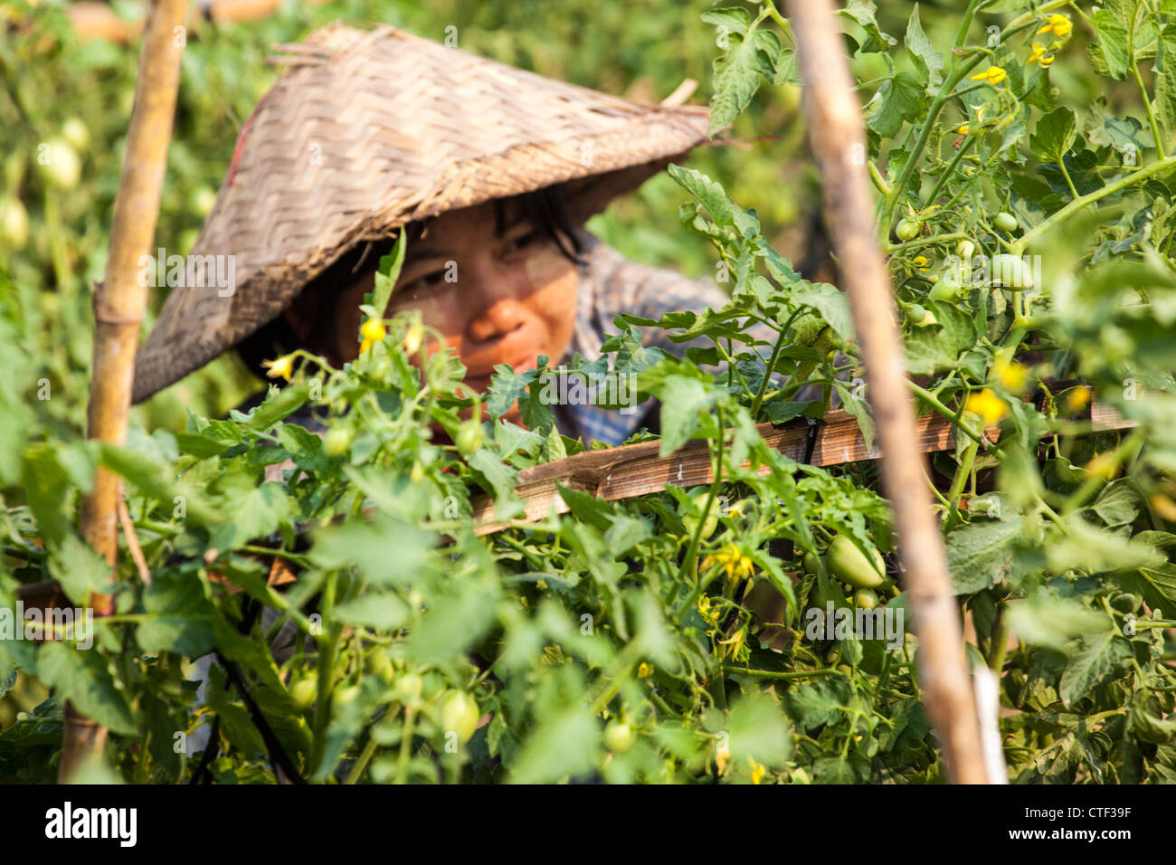 Woman tomato farming in Myanmar Stock Photo - Alamy