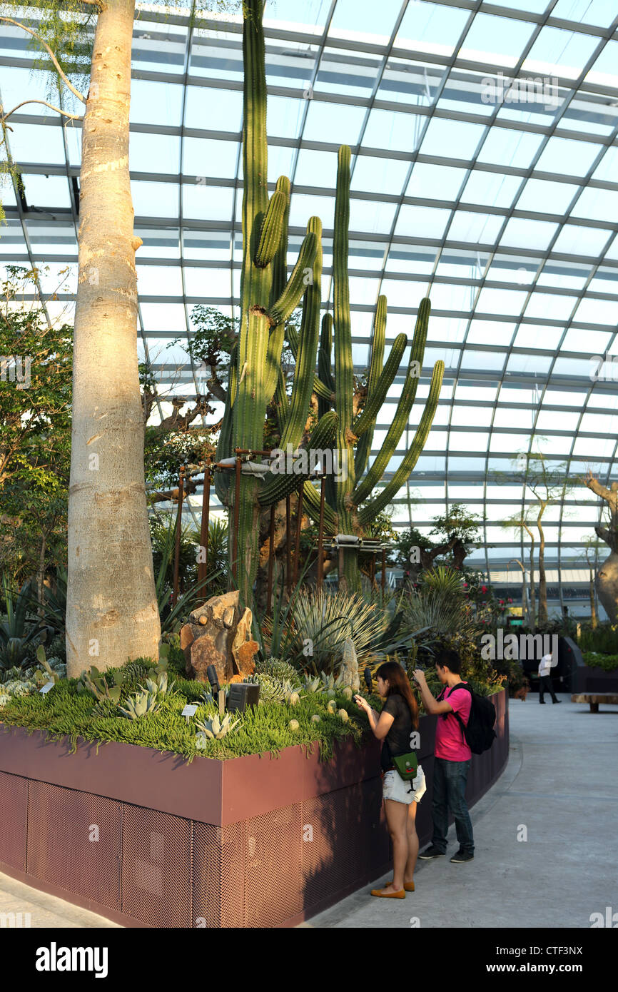 Pictures Of Cactus Garden High Resolution Stock Photography and Images ...