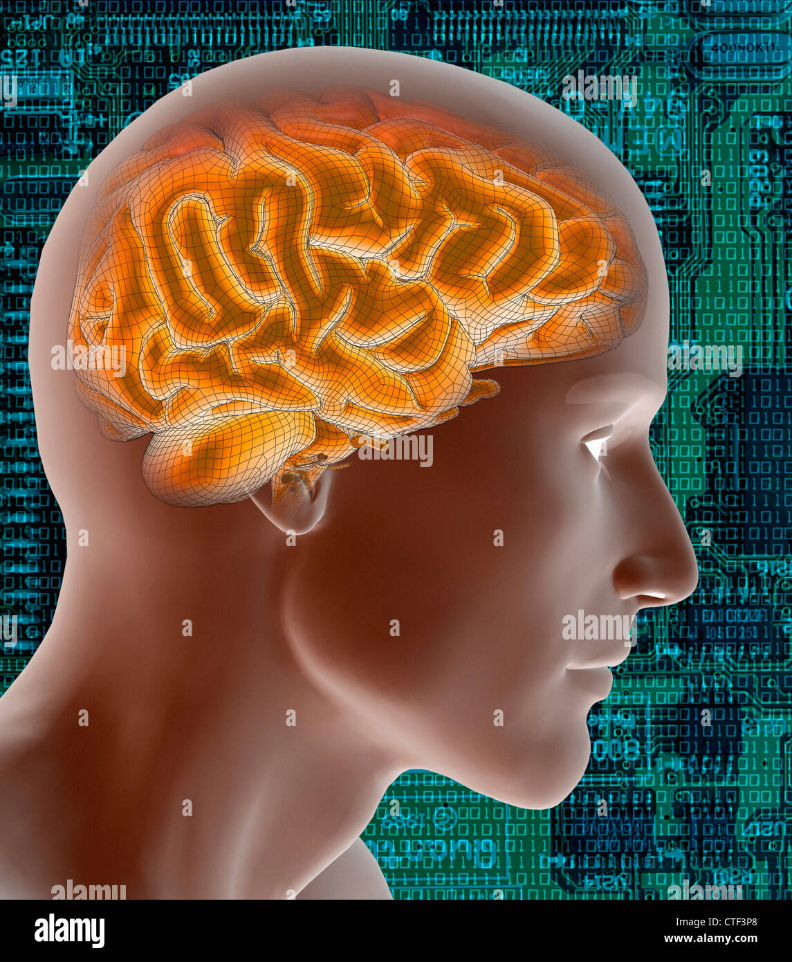Conceptual image of human brain Stock Photo - Alamy