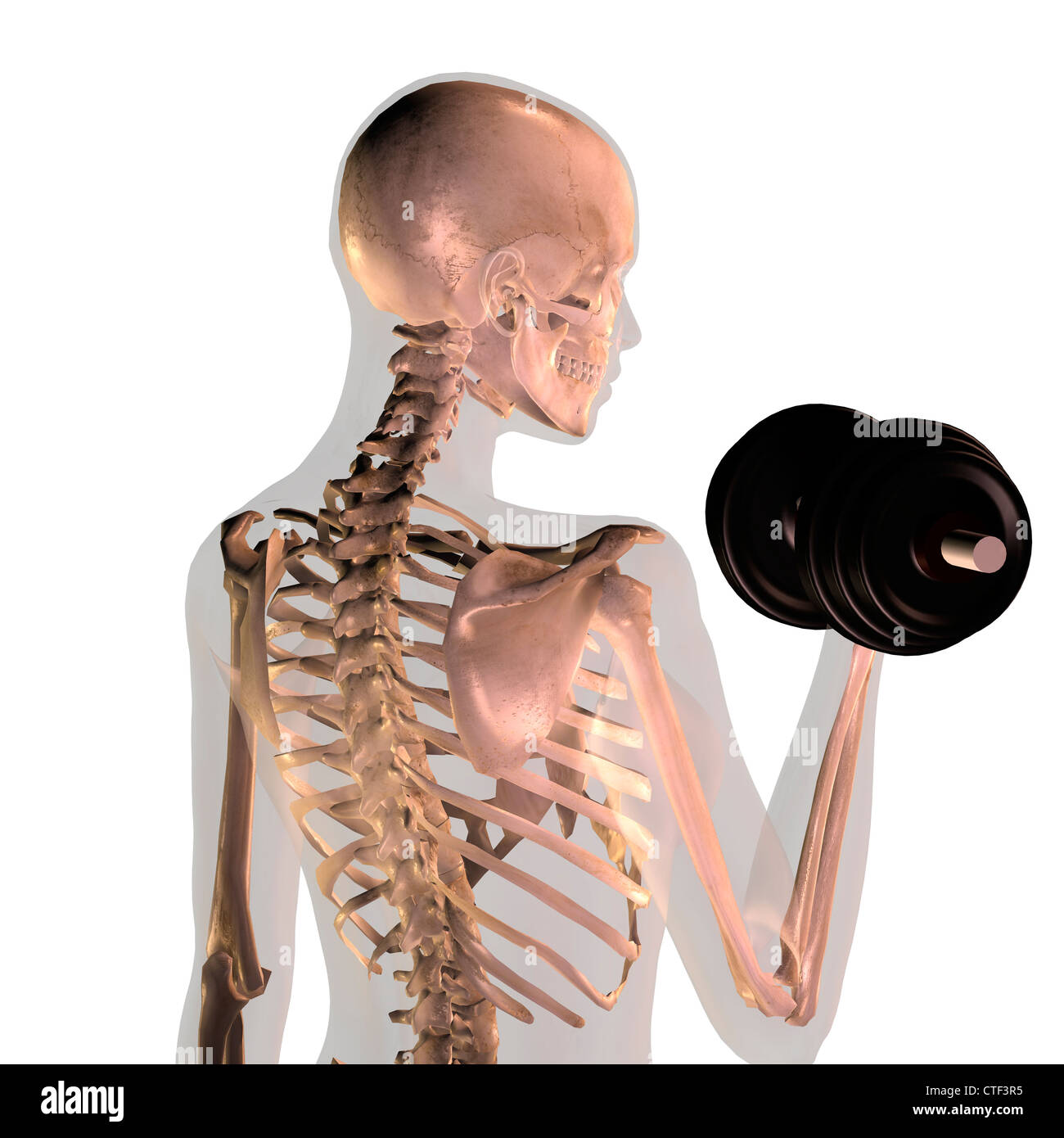 Conceptual image showing human skeleton doing workout Stock Photo - Alamy