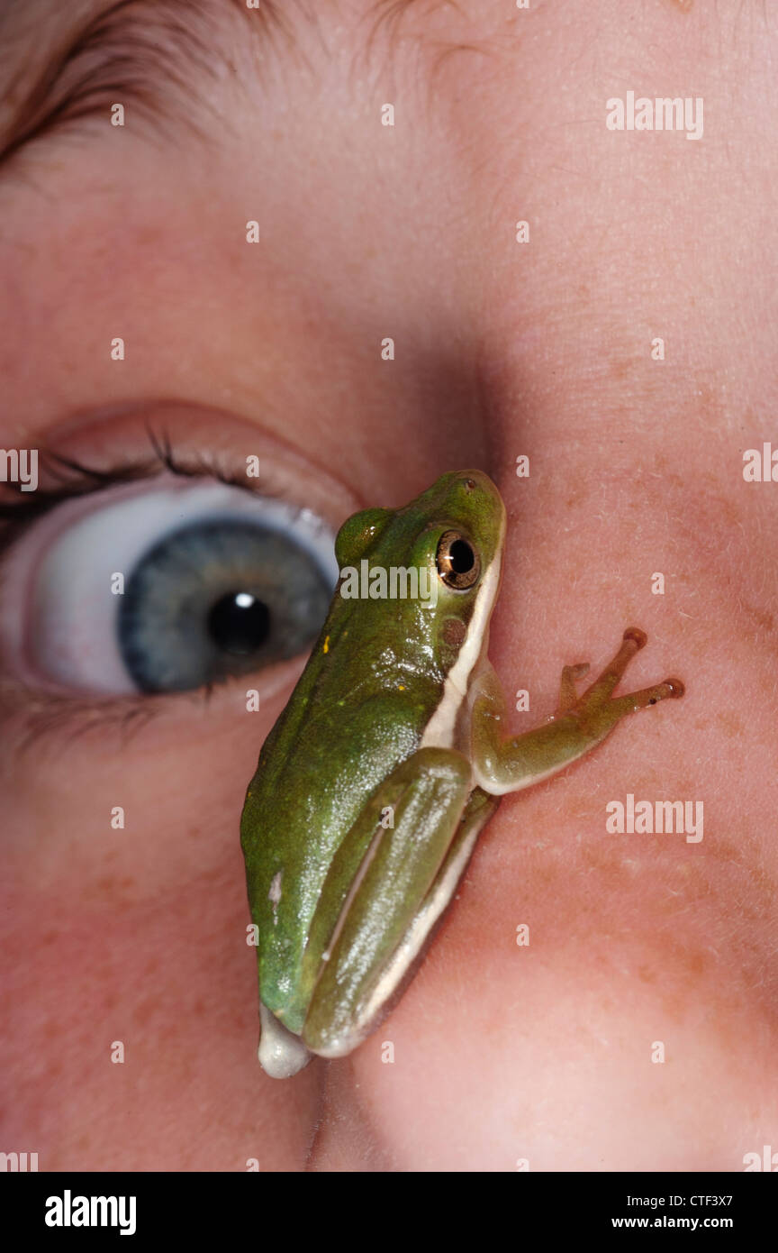 USA, Pennsylvania, Green frog sitting on face of terrified girl (12-13 ...