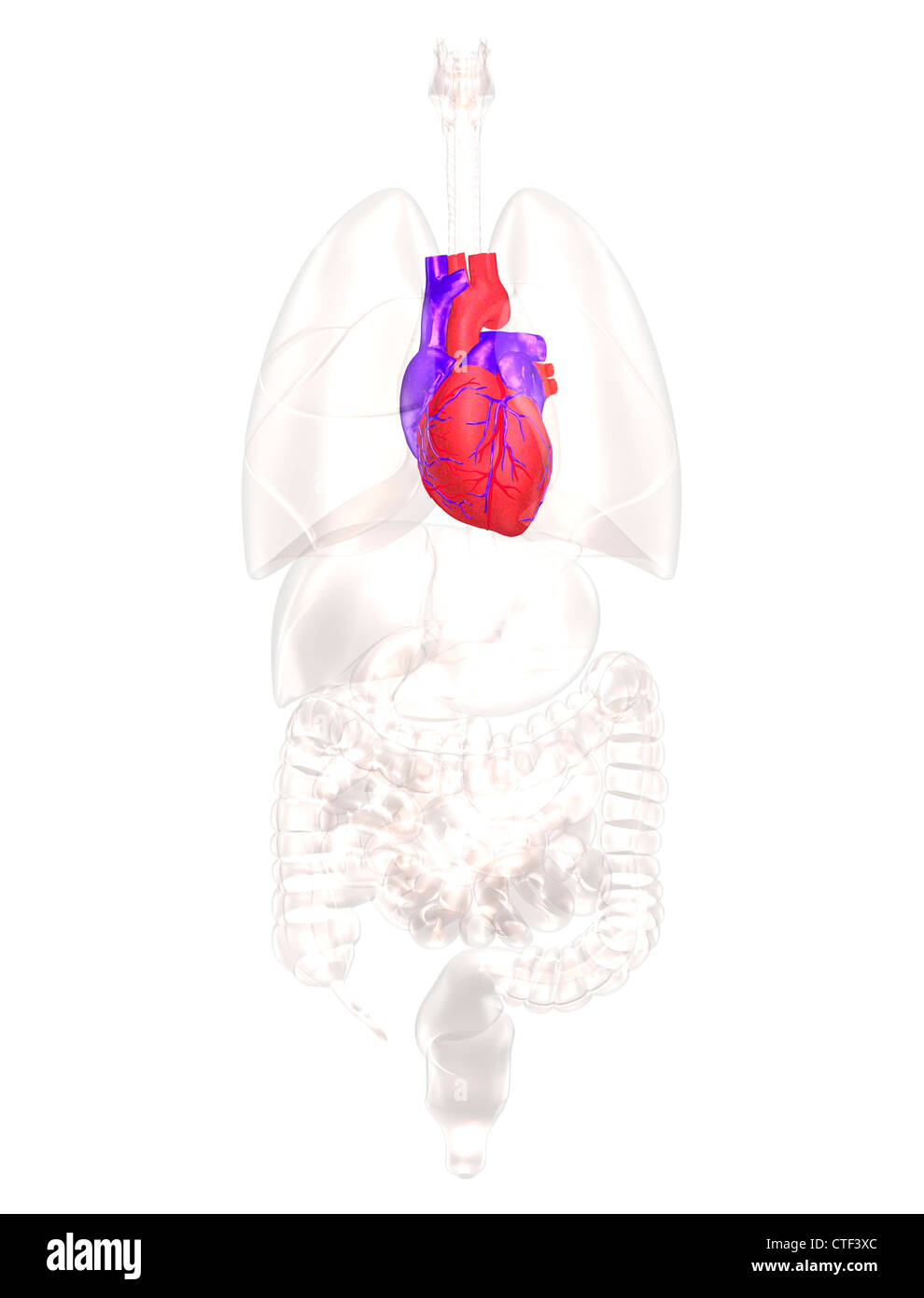 Biomedical illustration showing human heart Stock Photo - Alamy