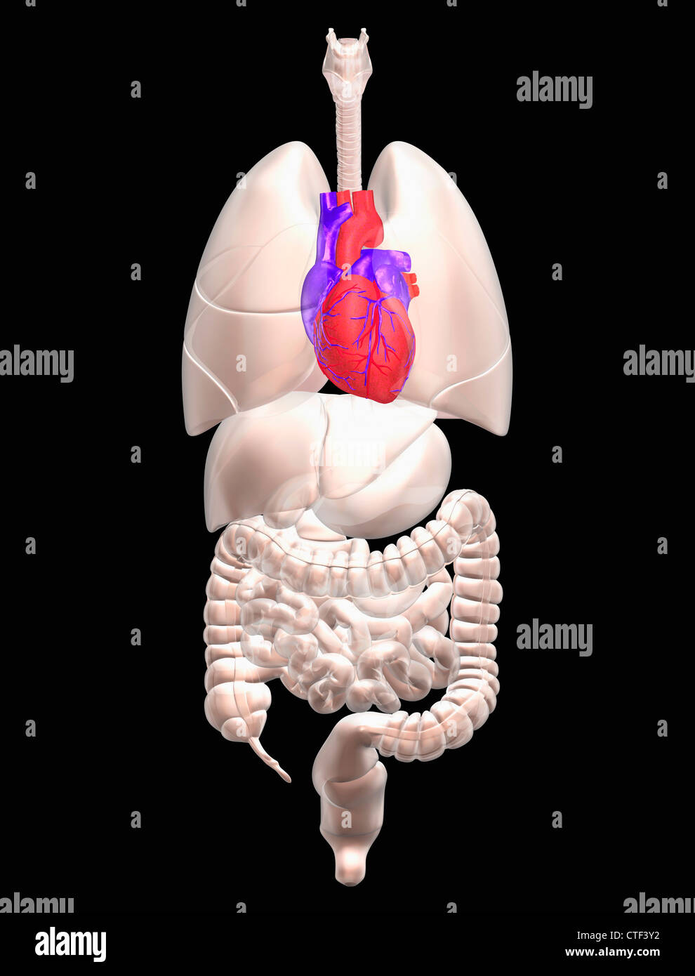 Transparent human body internal organs hi-res stock photography and ...