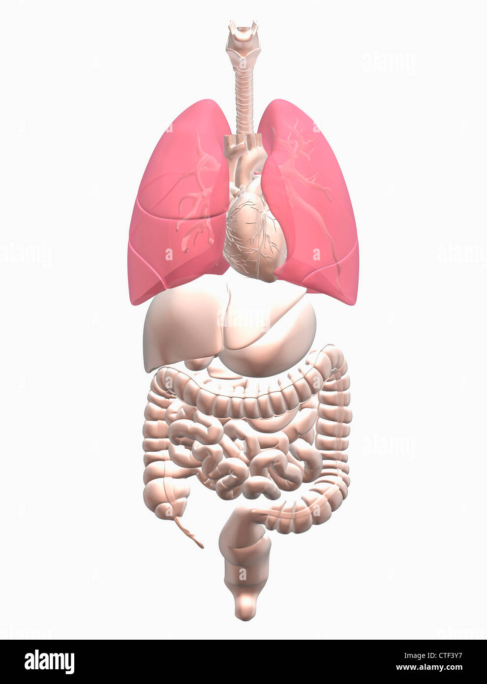 Digitally generated image of inner human organs Stock Photo - Alamy
