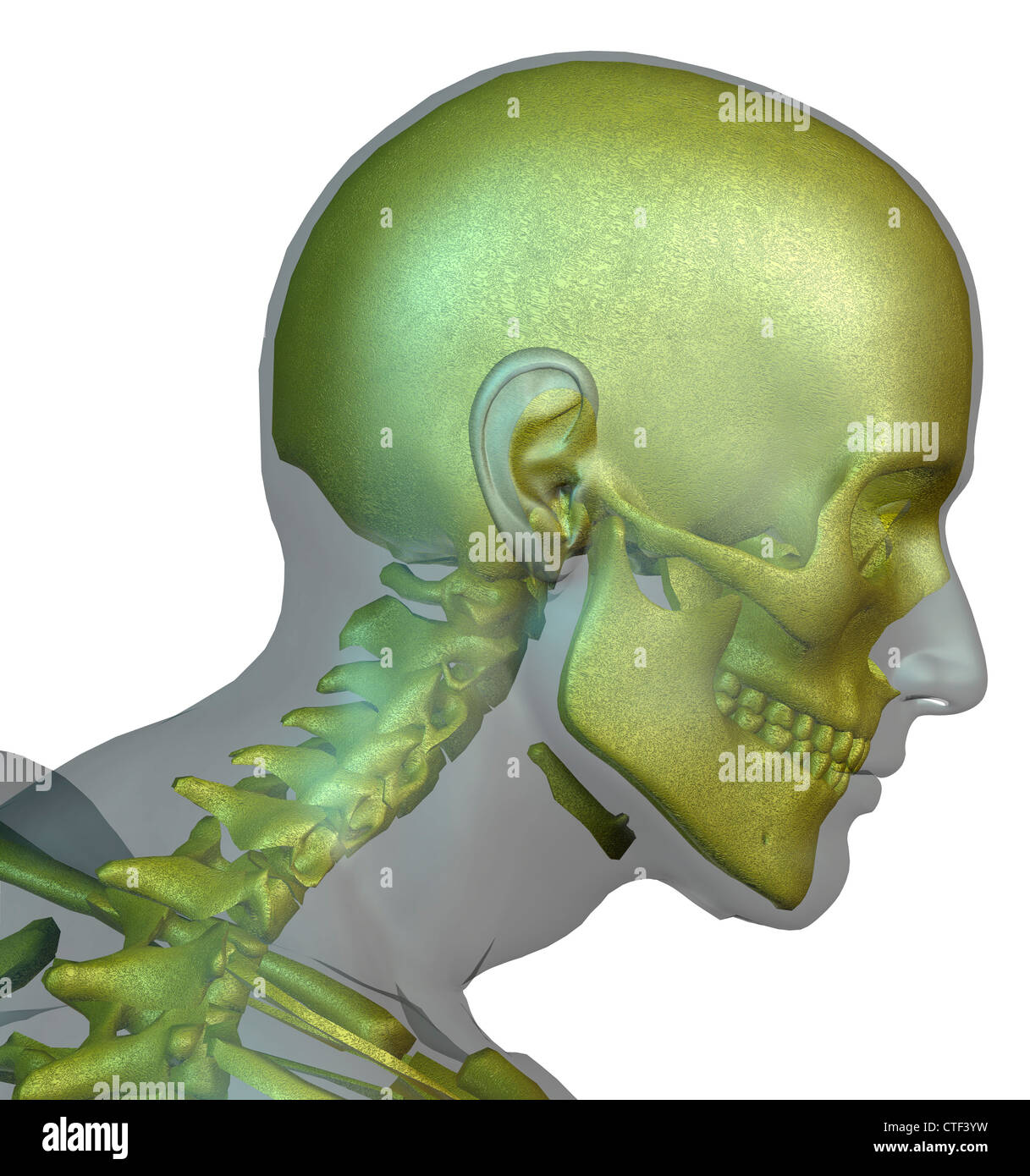 Digitally generated image of human head with human skull visible Stock ...