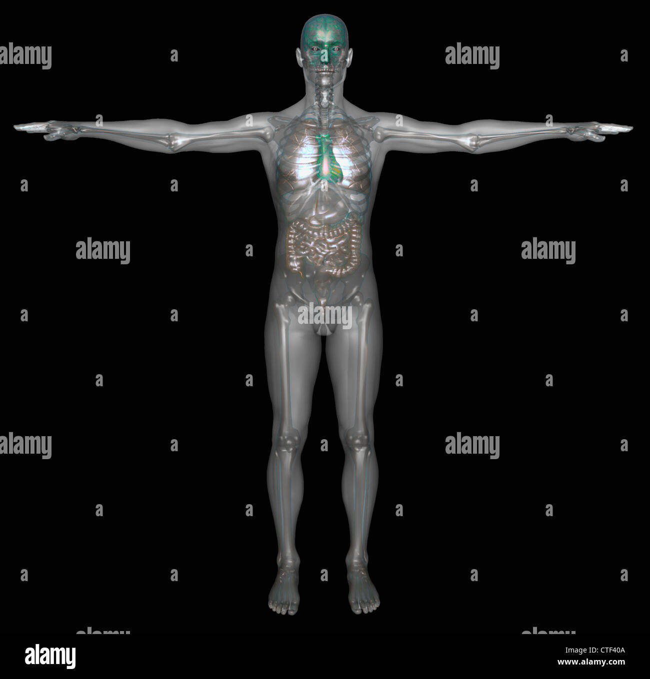 Human digestive system front hi-res stock photography and images - Alamy