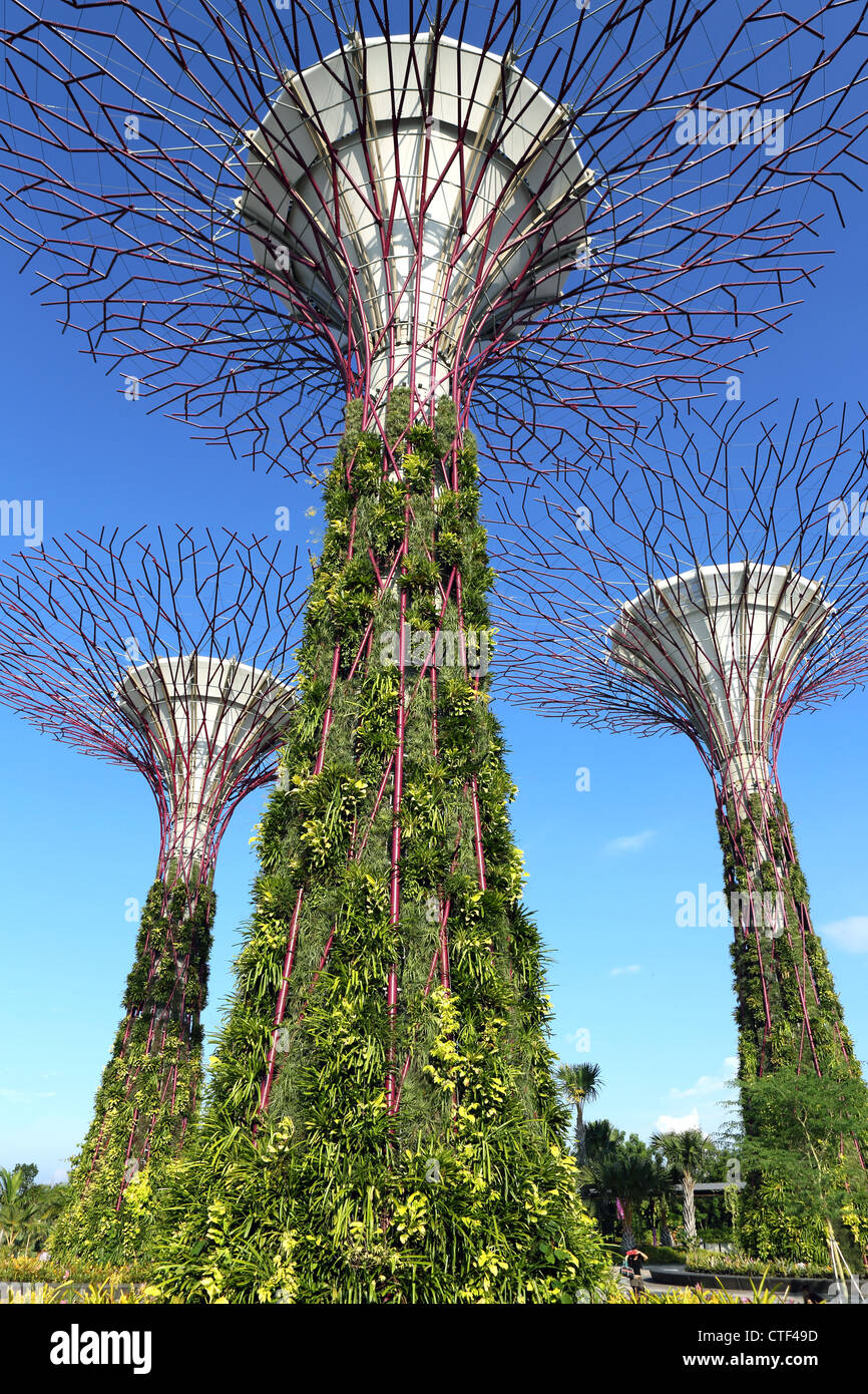 Supertrees at Gardens By The Bay in Singapore Stock Photo - Alamy