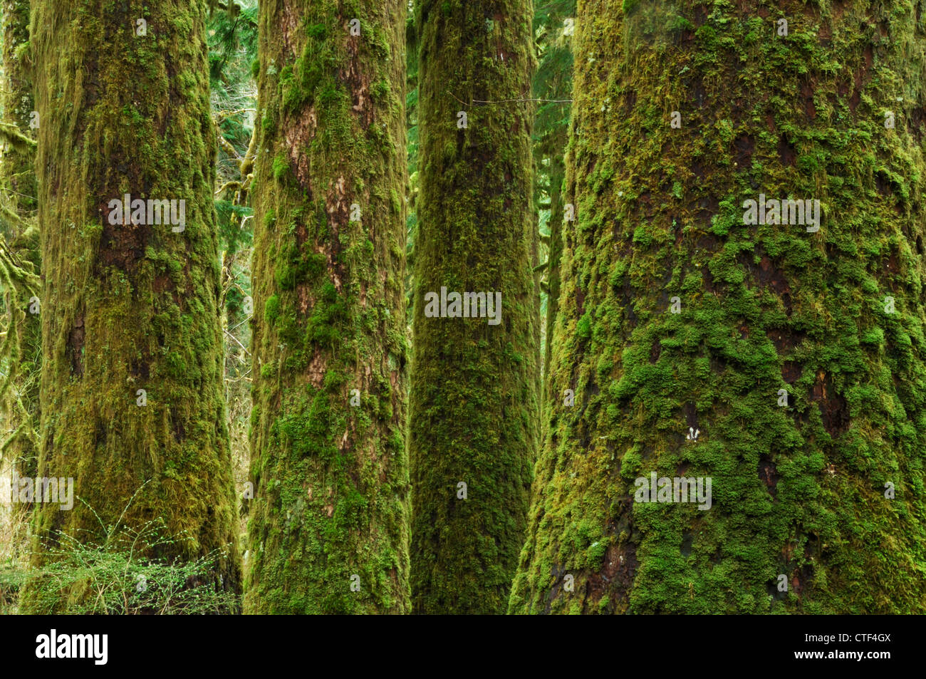 Mossy forest hi-res stock photography and images - Alamy