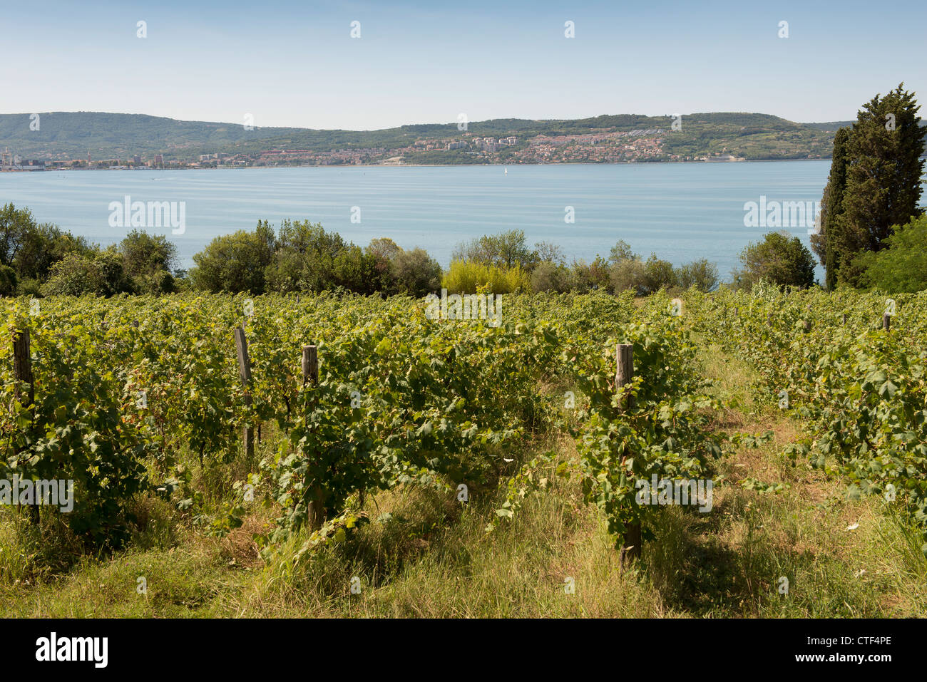 vineyard in the littoral of koper Stock Photo - Alamy