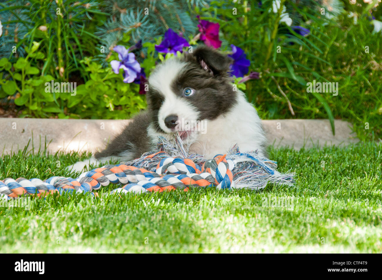 Border collie puppy playing hi-res stock photography and images - Alamy