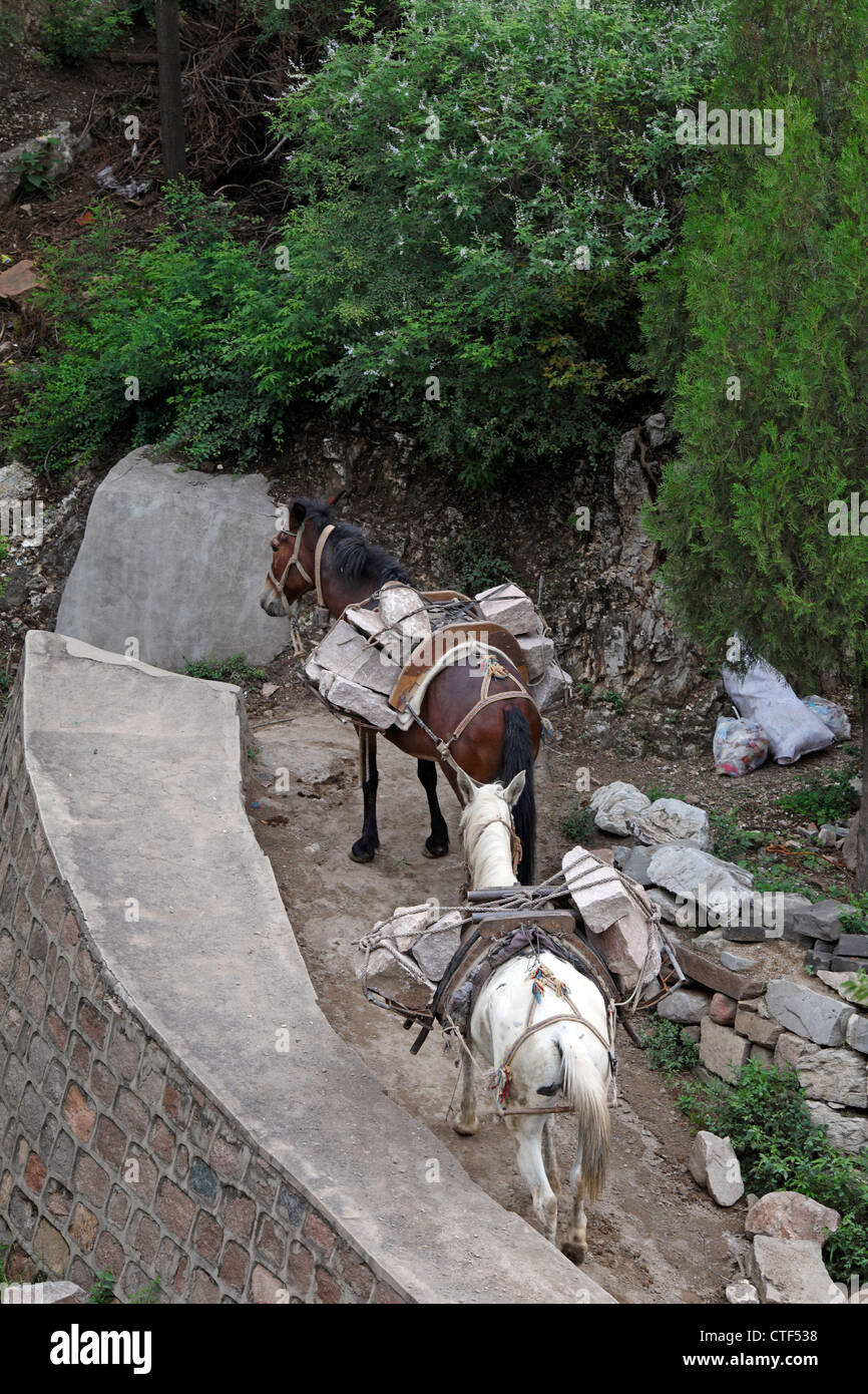 mules used to carry rocks up hills, China Stock Photo - Alamy