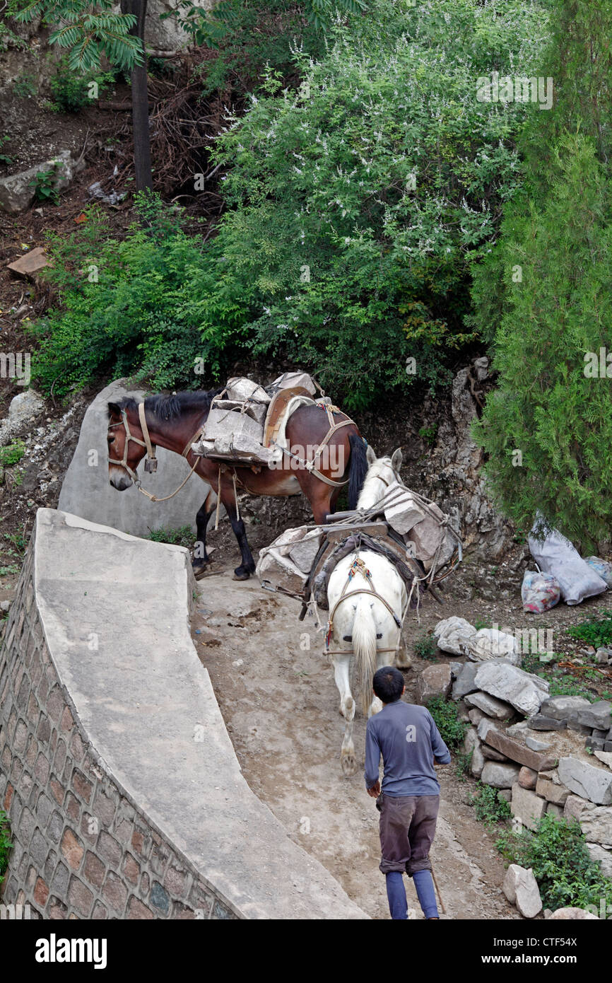 mules used to carry rocks up hills, China Stock Photo - Alamy