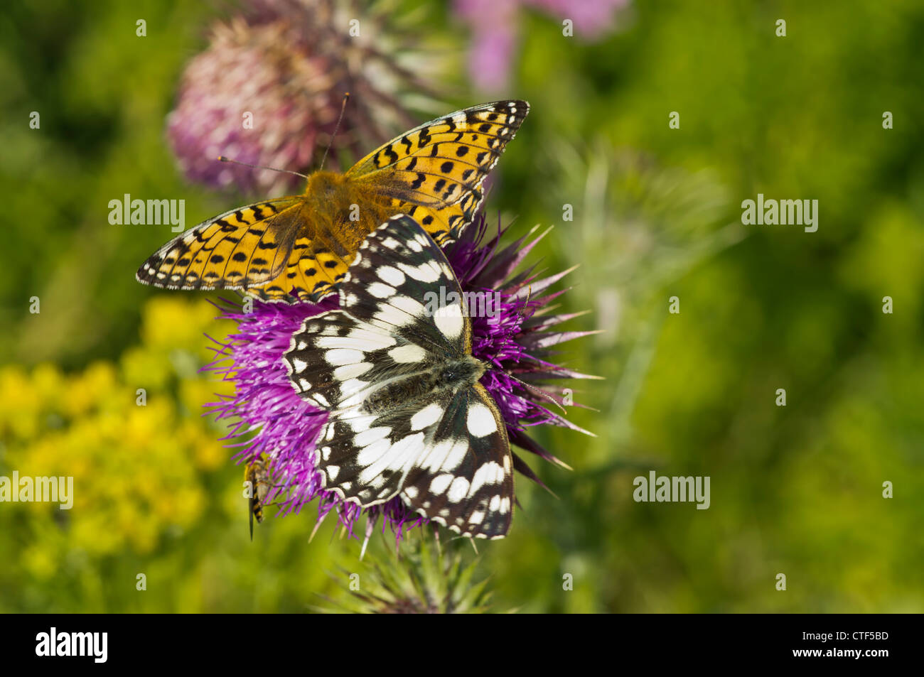 Marbled White Butterfly Stock Photo - Alamy
