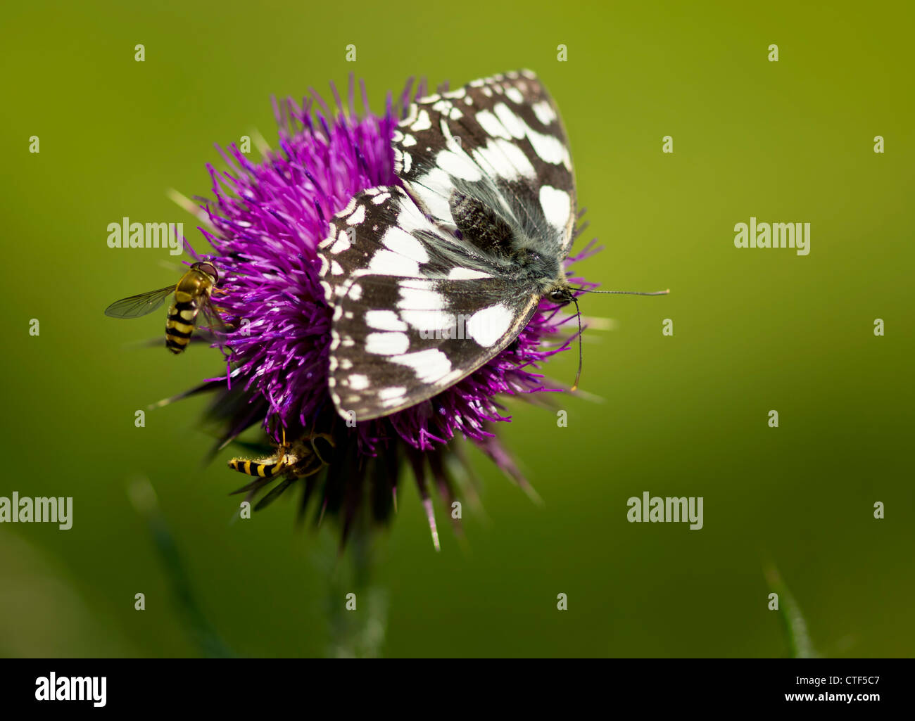 Marbled White Butterfly Stock Photo - Alamy