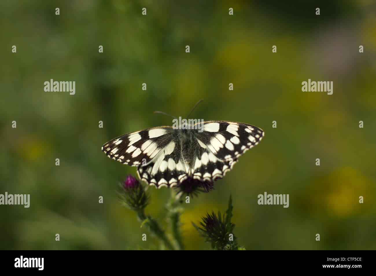 Marbled White Butterfly Stock Photo - Alamy