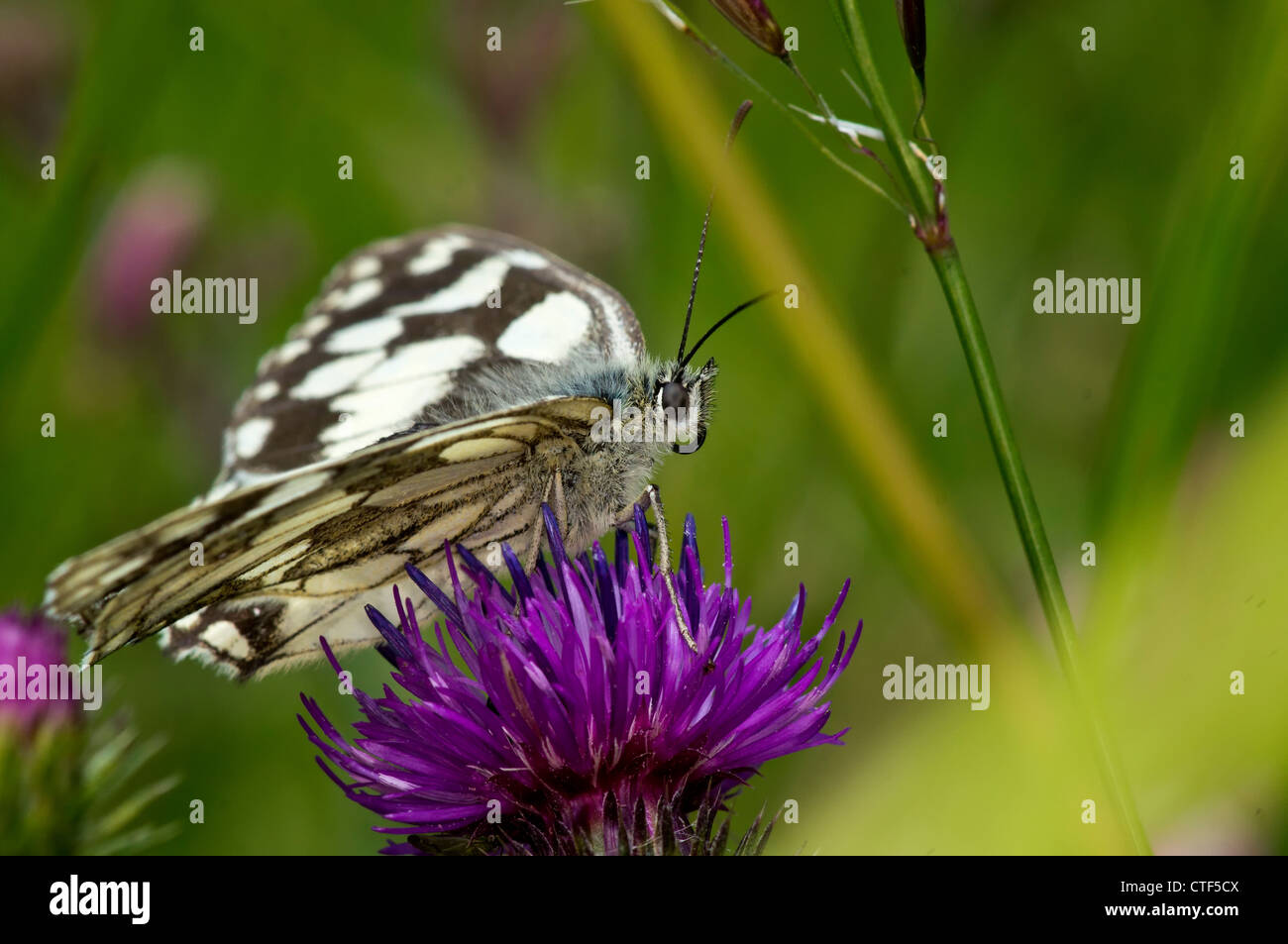 Marbled White Butterfly Stock Photo - Alamy