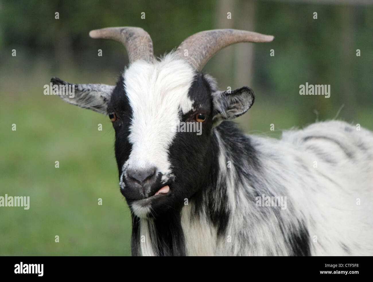Portrait of a black and white goat with two beautiful horns Stock Photo ...