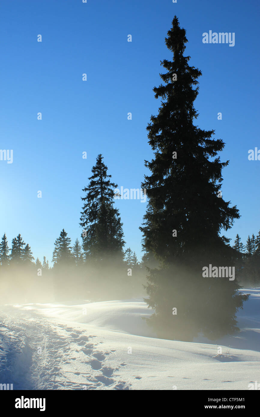Little fog between fir trees by beautiful winter blue day Stock Photo ...