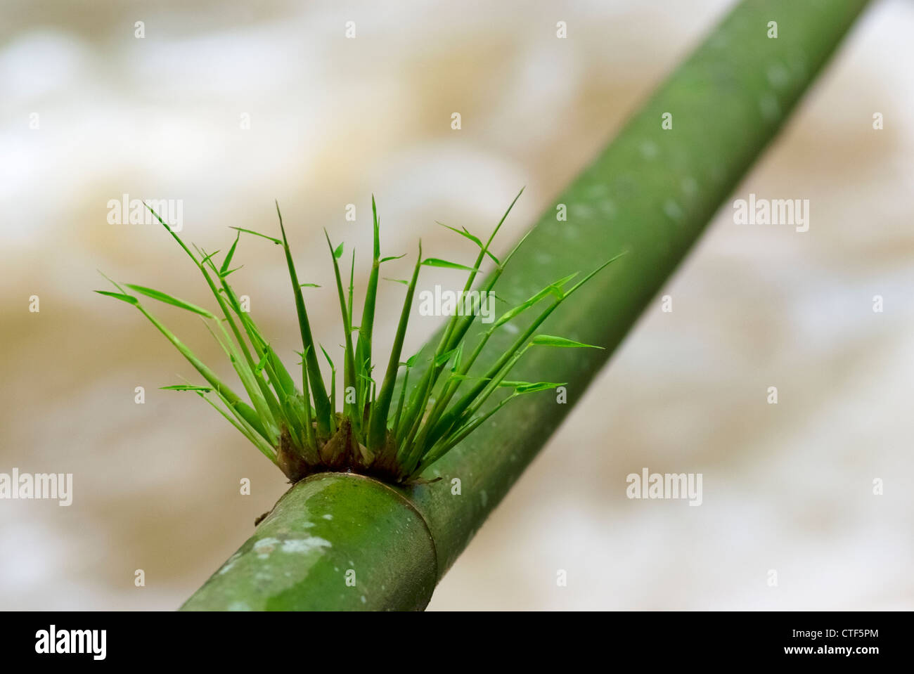 Bamboo plant from japan hi-res stock photography and images - Alamy
