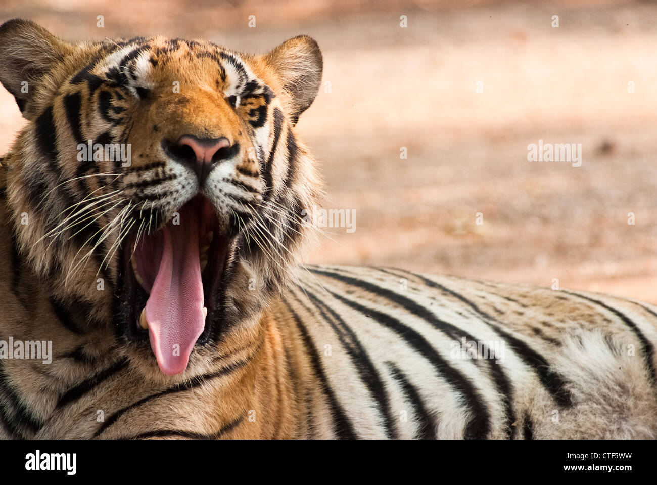 A close up of a yawning tiger Stock Photo - Alamy