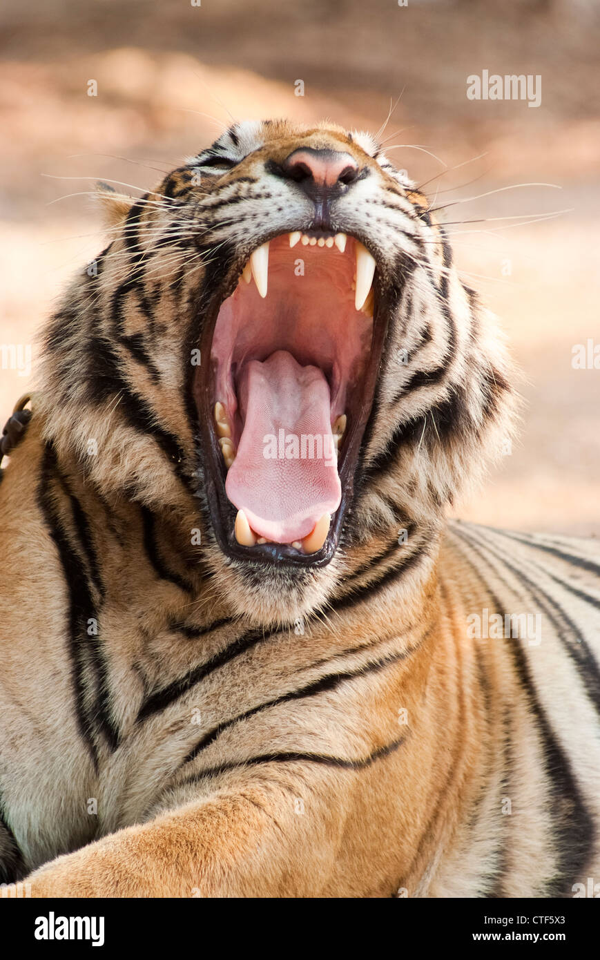 Tiger head growling hi-res stock photography and images - Alamy