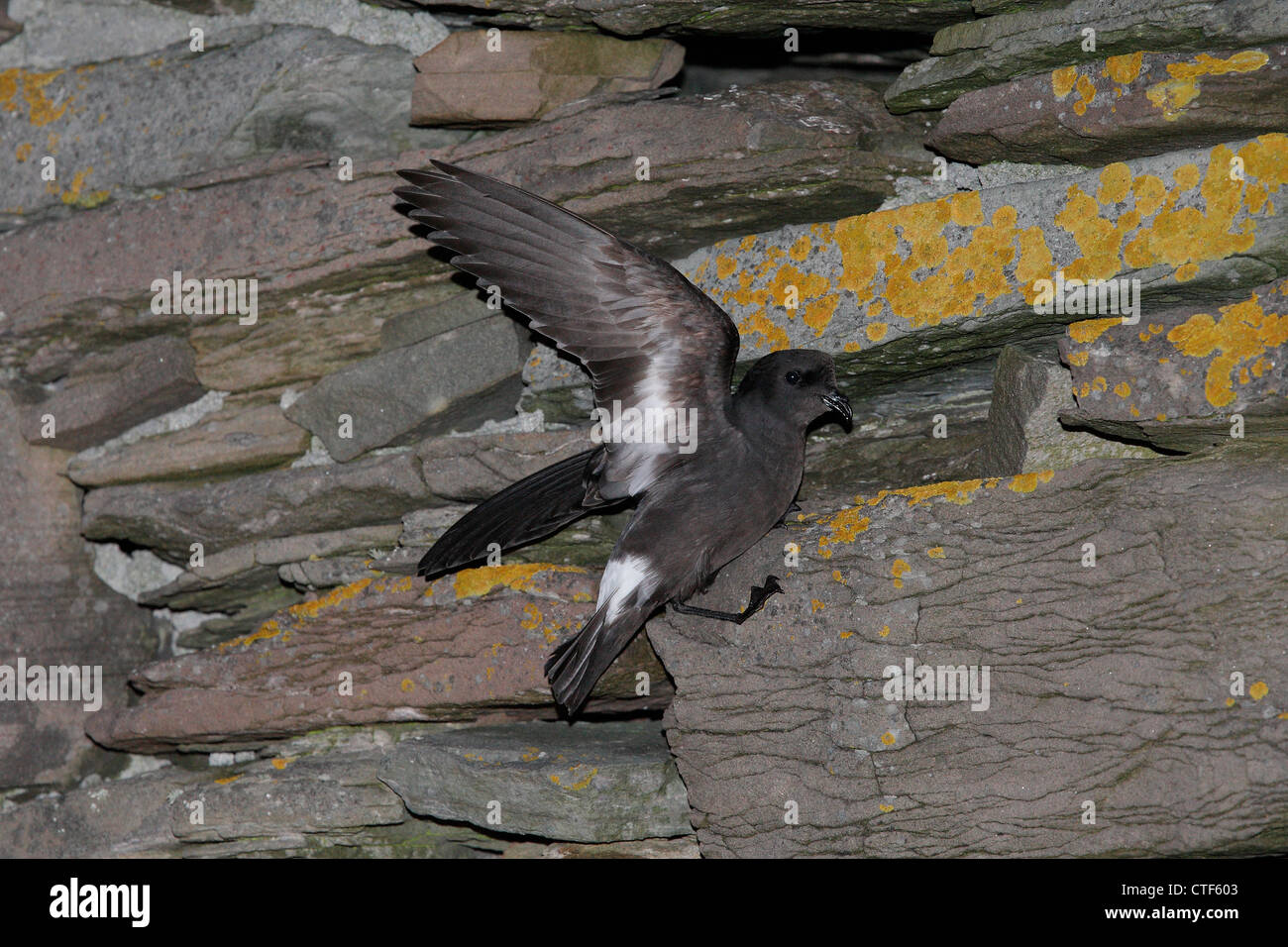 European Storm Petrel Hydrobates pelagicus at breeding site Mousa RSPB ...