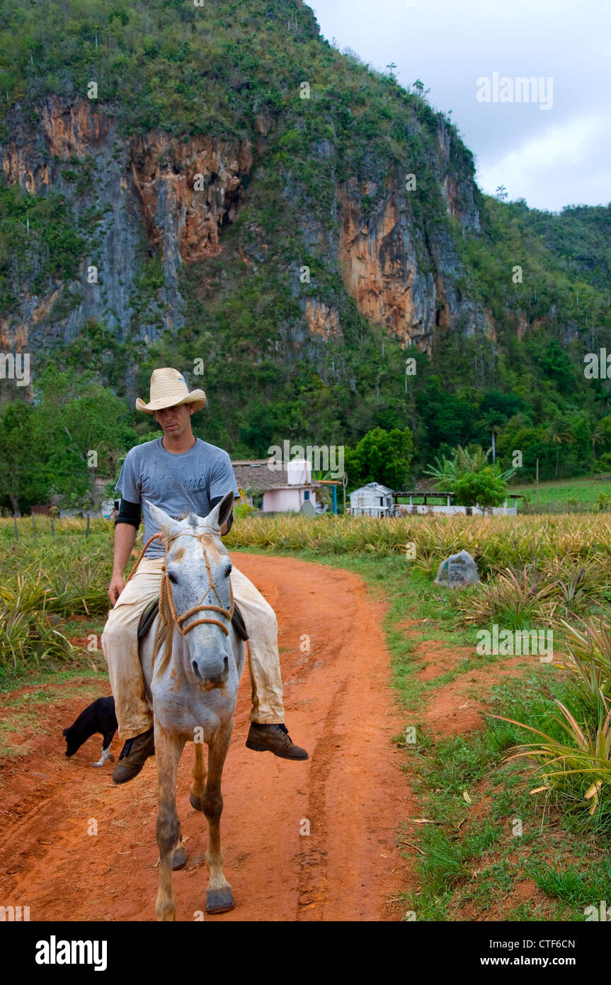 Cuban Farm Worker, Viñales, Cuba Stock Photo - Alamy