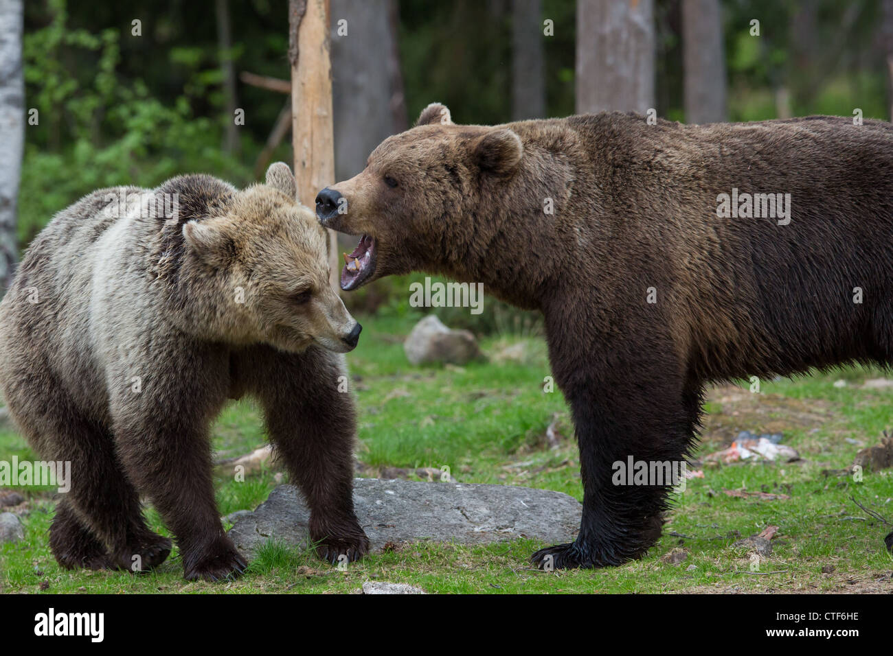 Brown bear in a forest Stock Photo - Alamy