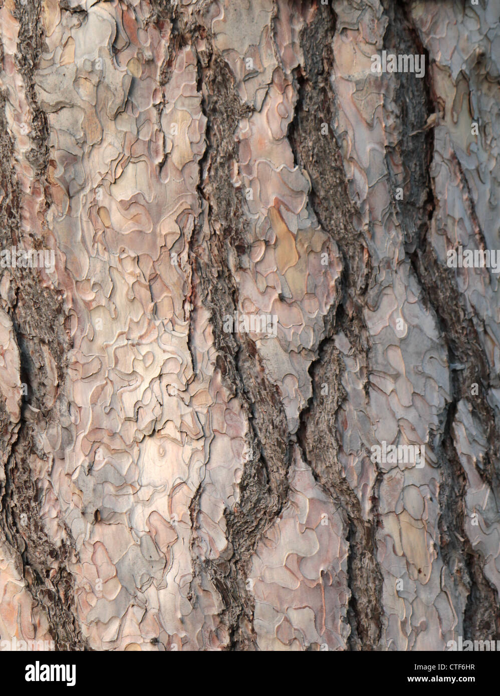 Close up of a black pine trunk bark as a texture Stock Photo - Alamy