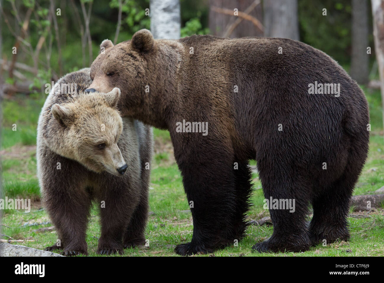 Brown bear love in a forest Stock Photo - Alamy