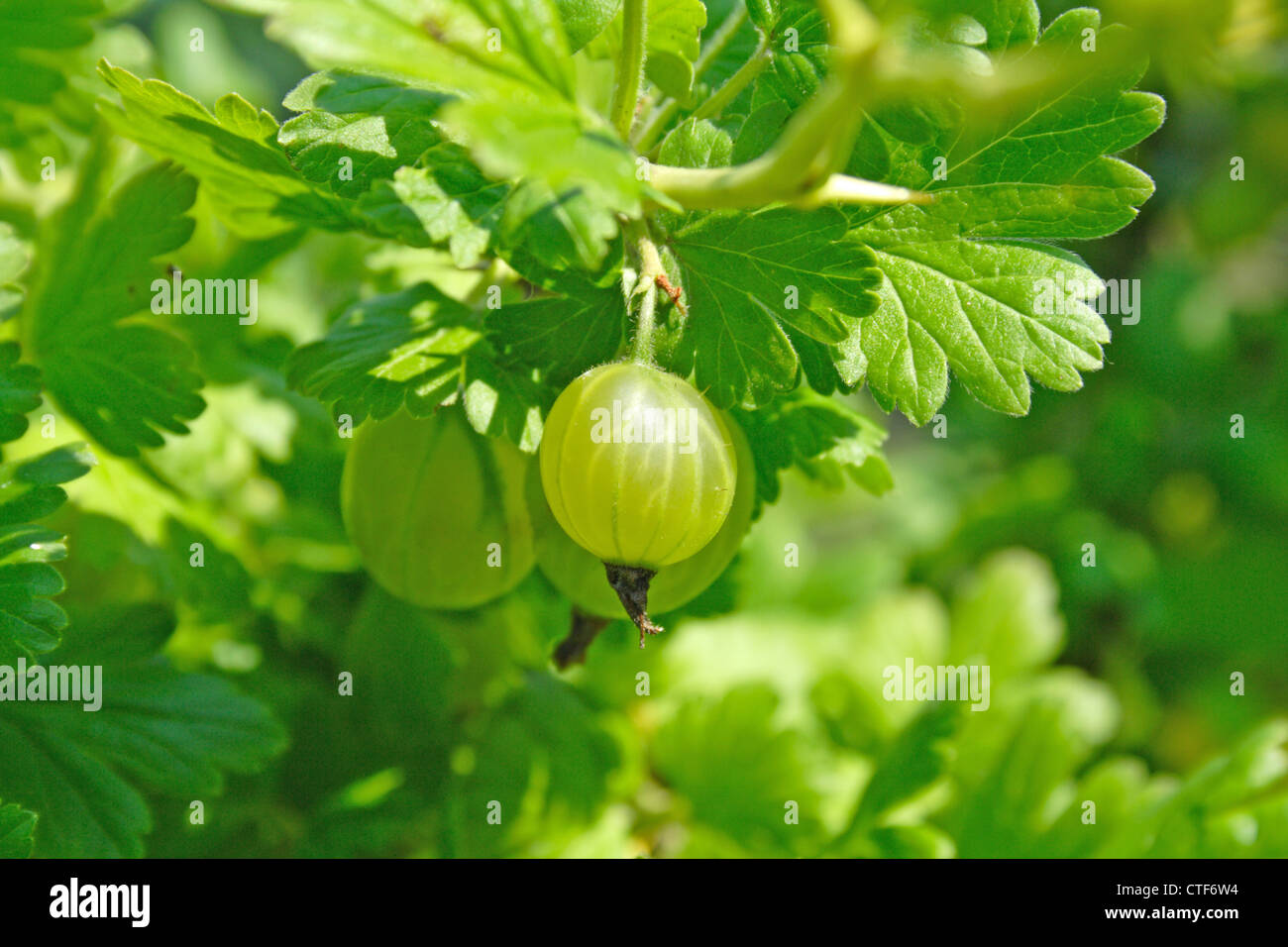 macro of ripe green gooseberrie on the branch Stock Photo - Alamy