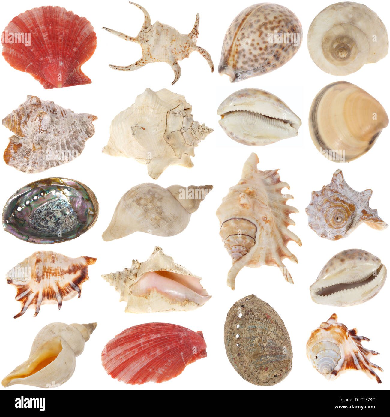 the shells collection photo on white background Stock Photo - Alamy