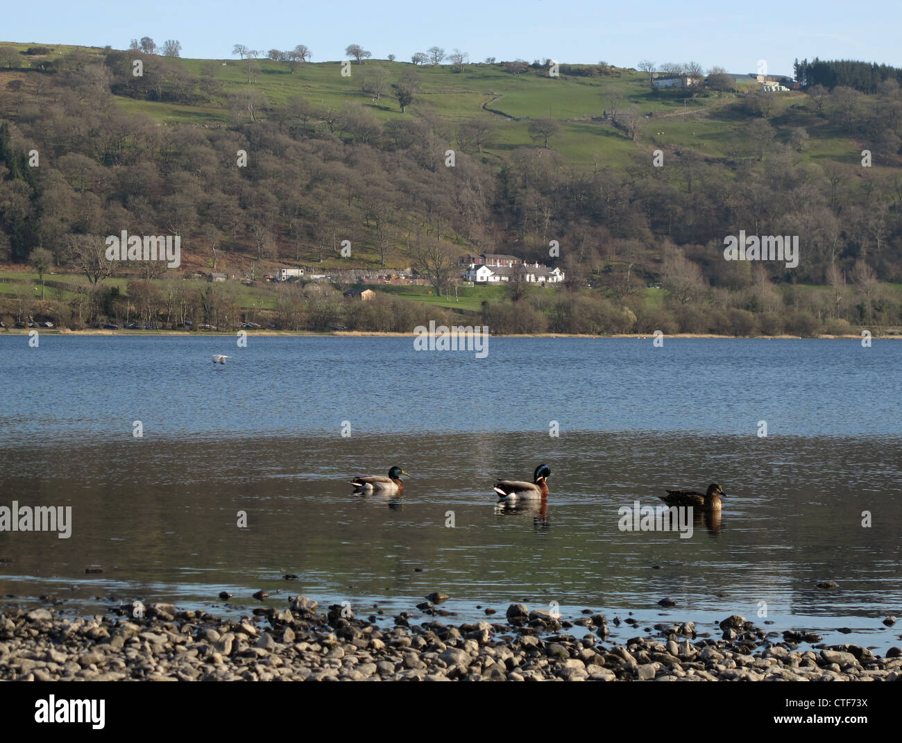 Ducks, Lake Bala, North Wales Stock Photo - Alamy