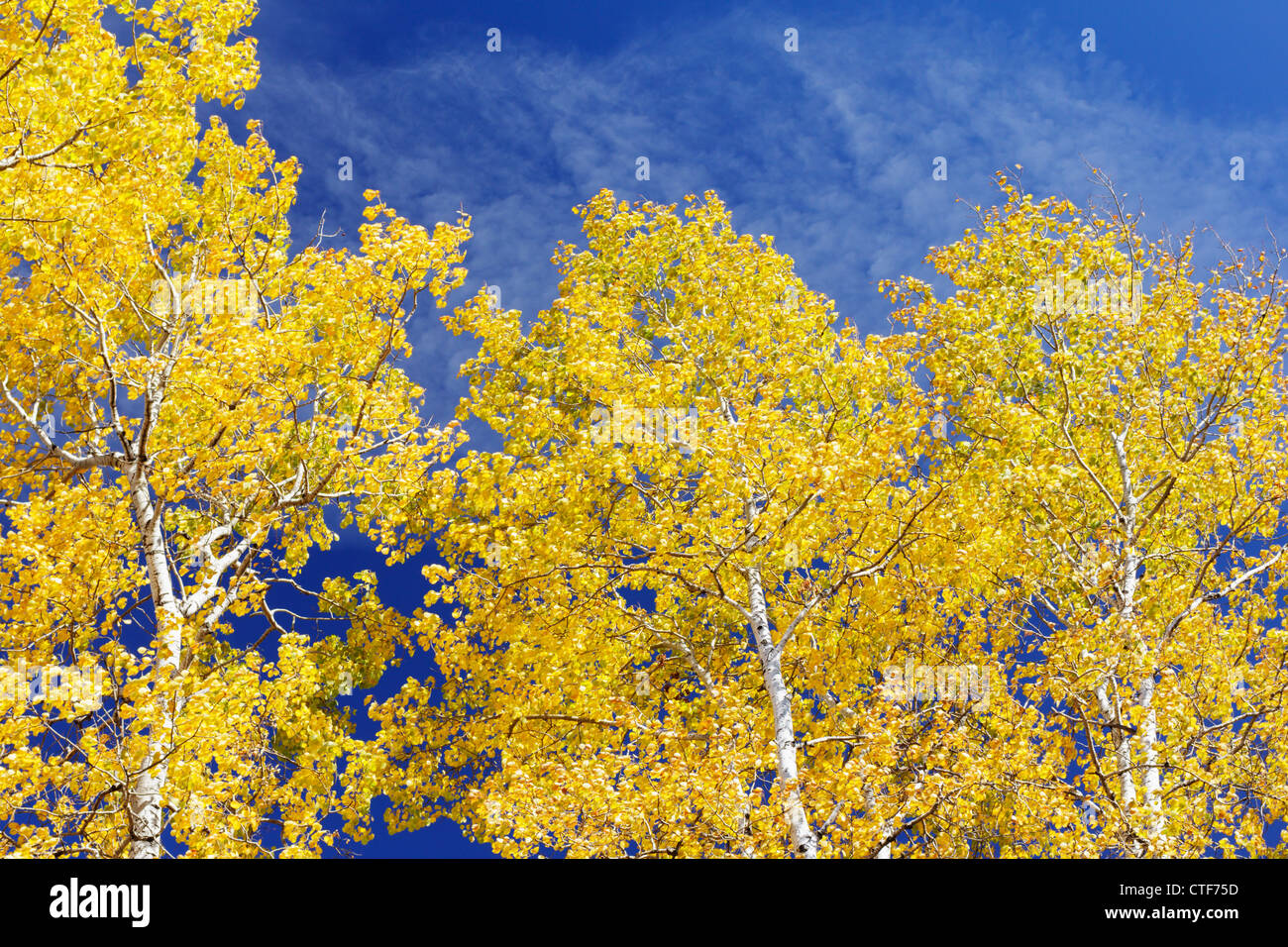 Yellow aspens trees hi-res stock photography and images - Alamy