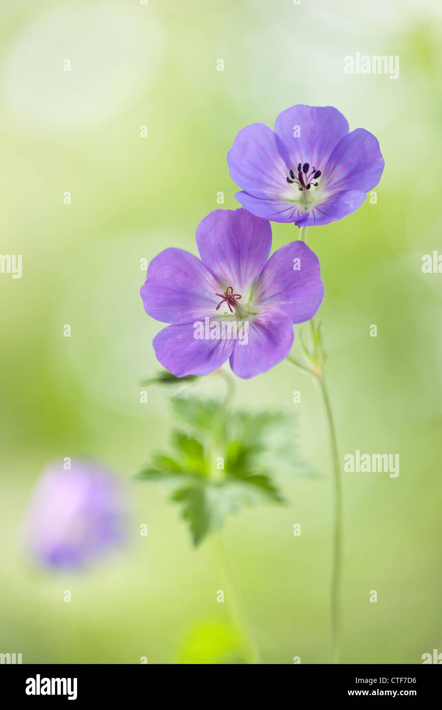 Floral Photography, blue Geranium Stock Photo - Alamy