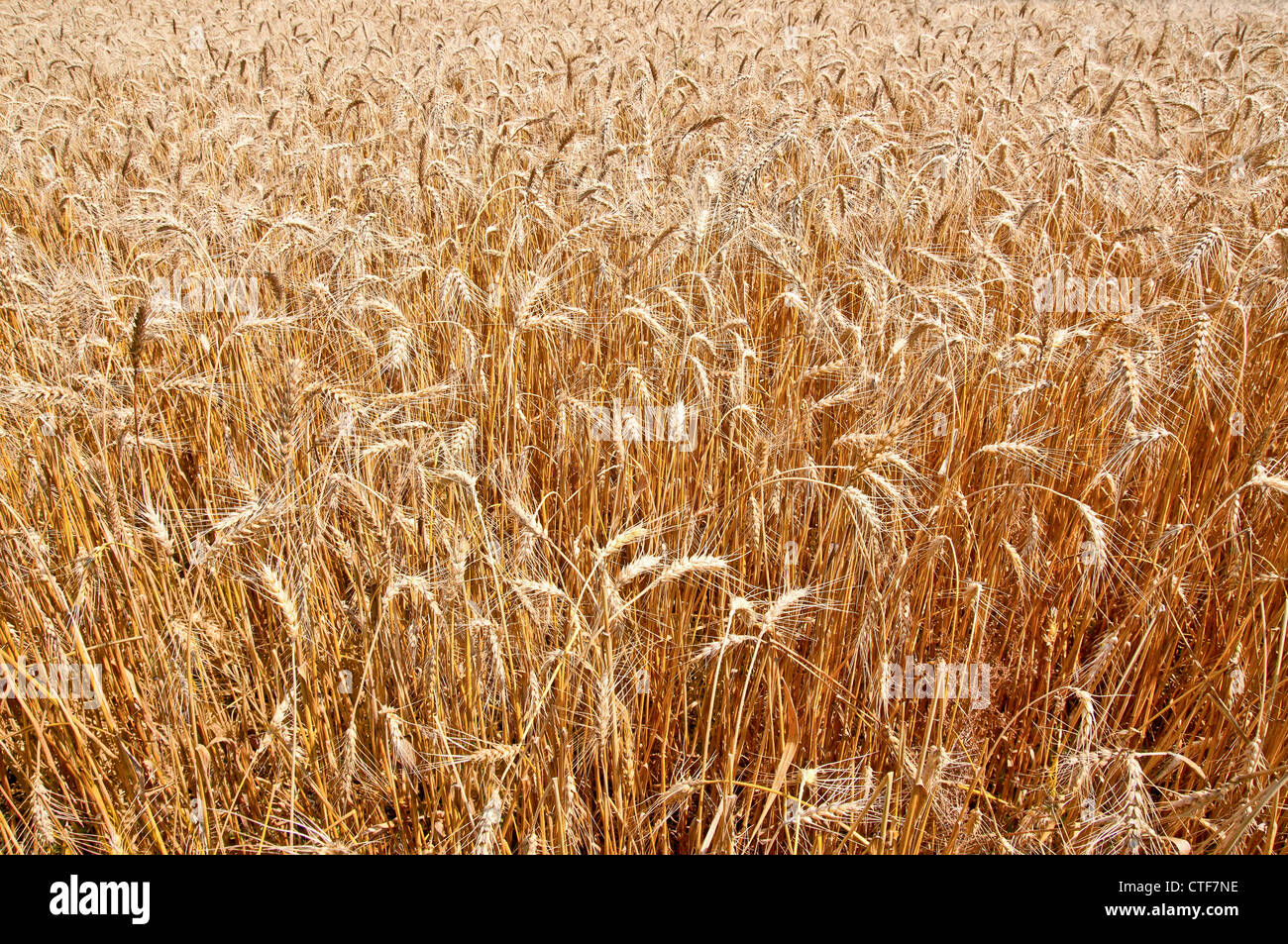 Golden wheat growing in a farm field, closeup, as a background Stock ...