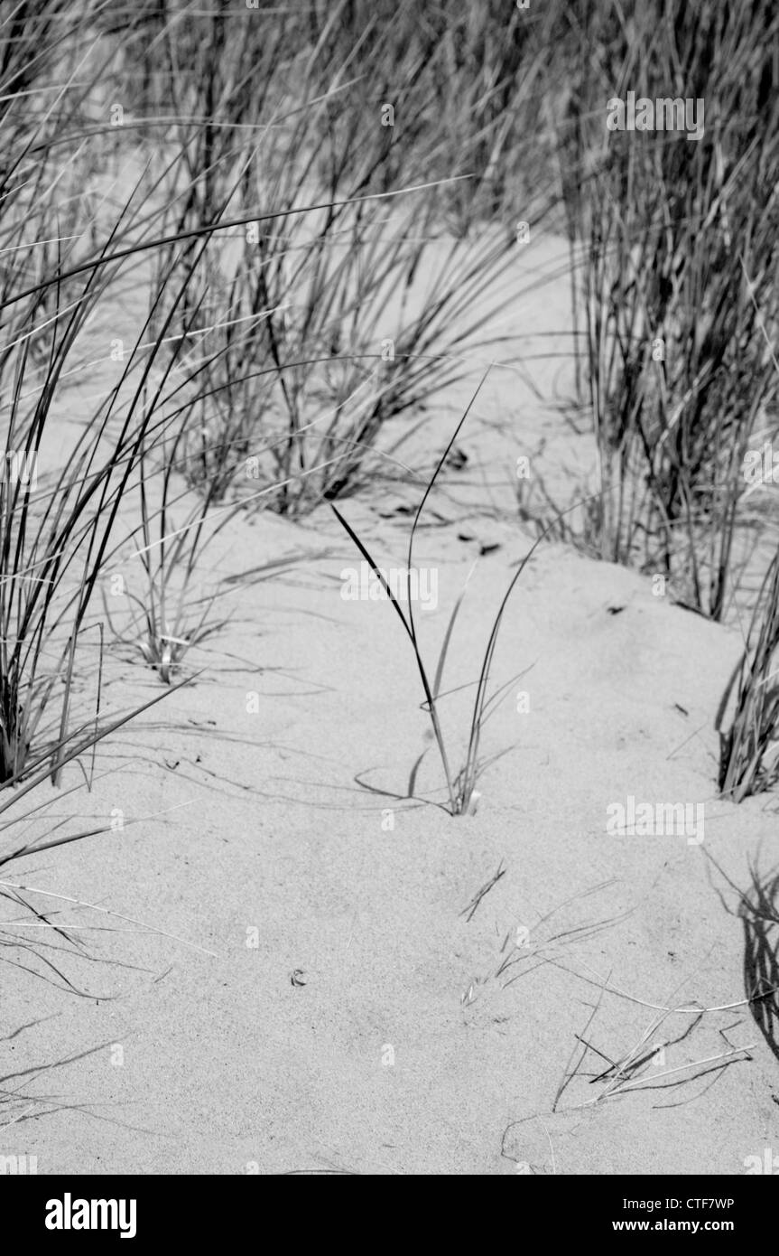A grassy bank on the beach Stock Photo - Alamy