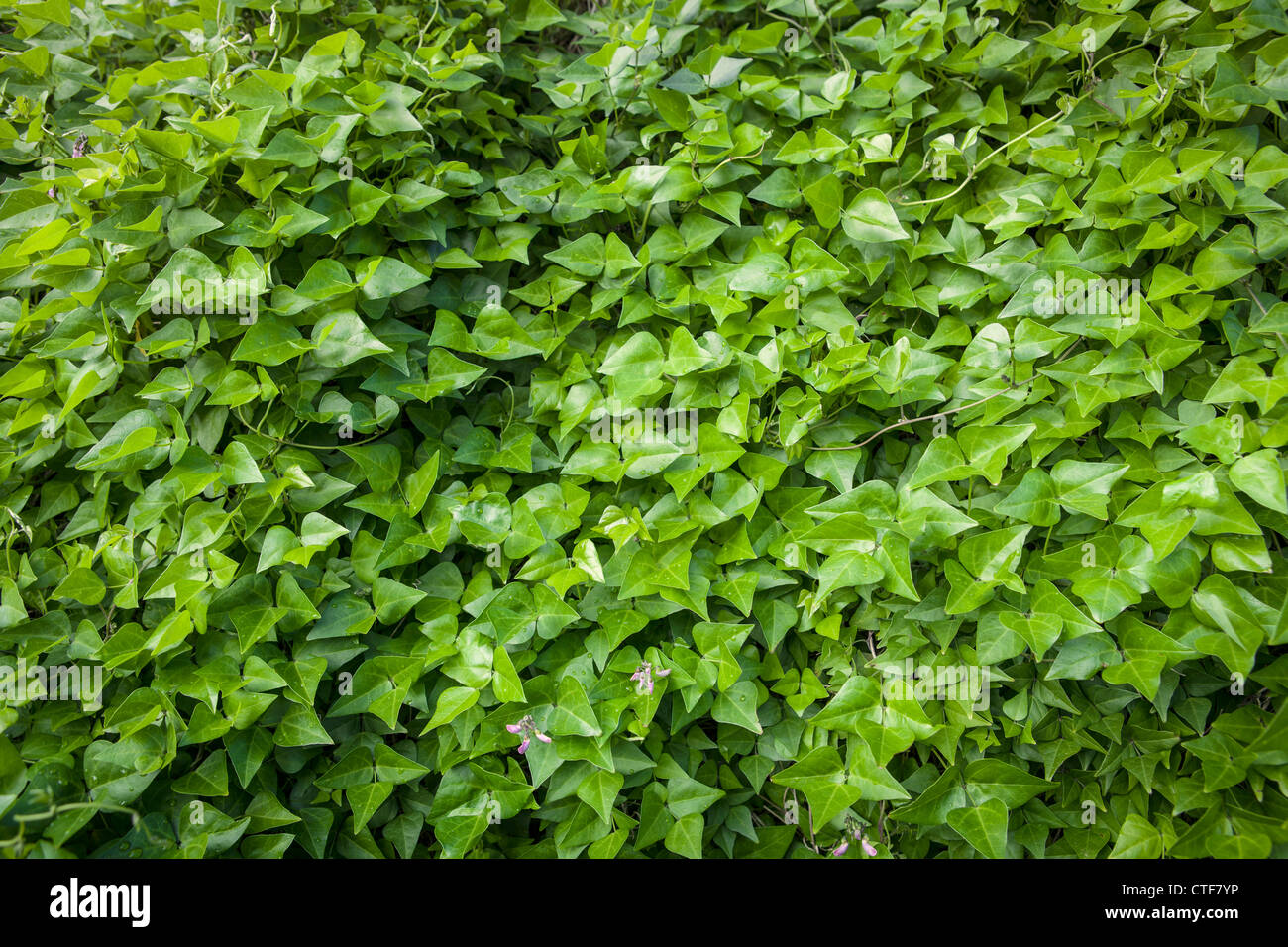Leaves surrounding tree hi-res stock photography and images - Alamy