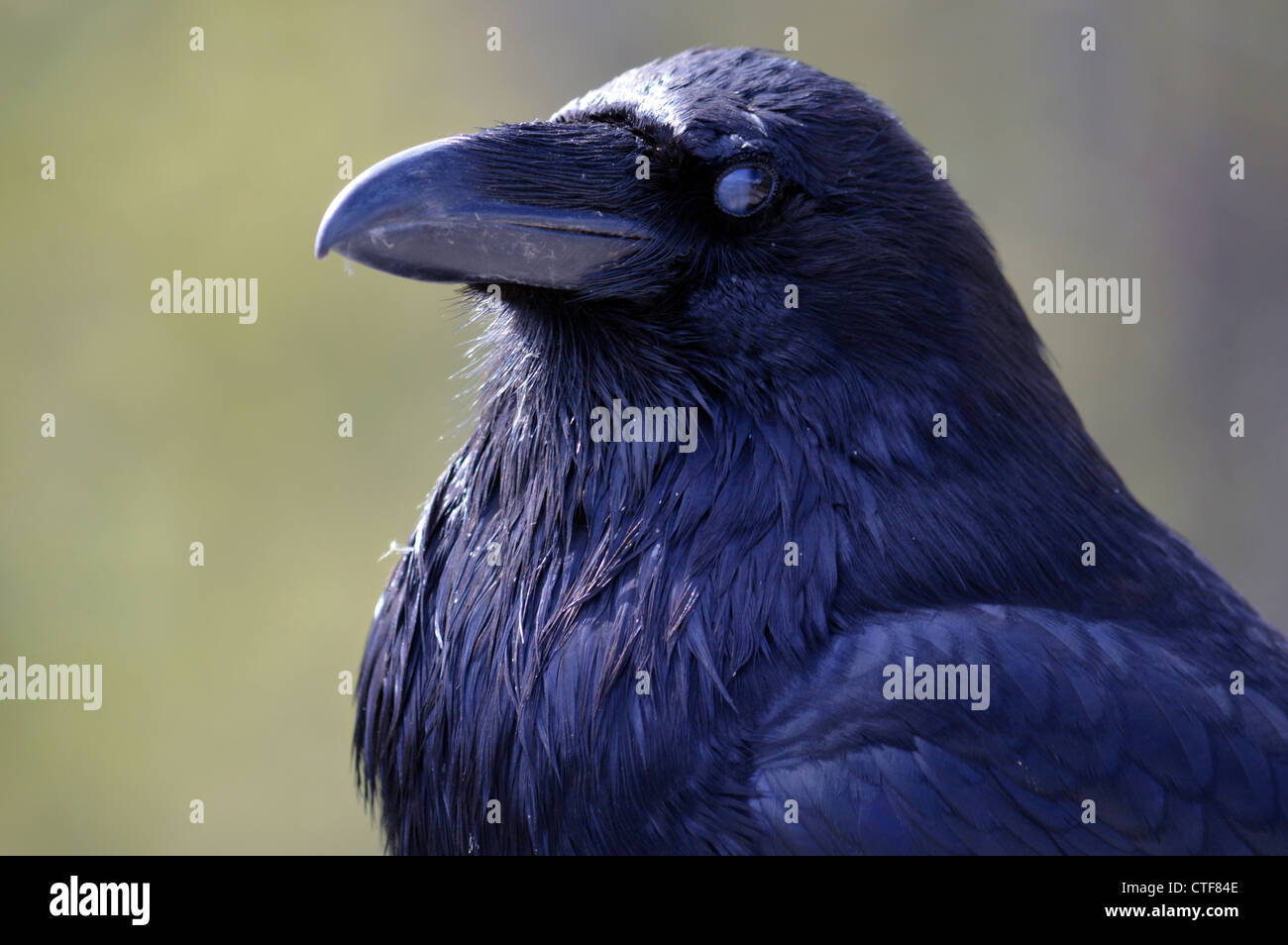 Raven in Yellowstone National Park Stock Photo - Alamy