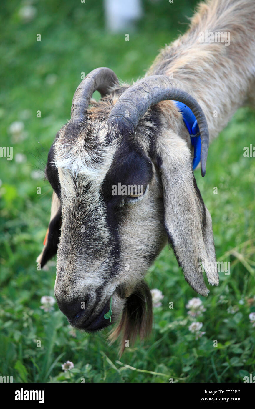 Spain, Aragon, Pyrenees, domestic goat Stock Photo - Alamy