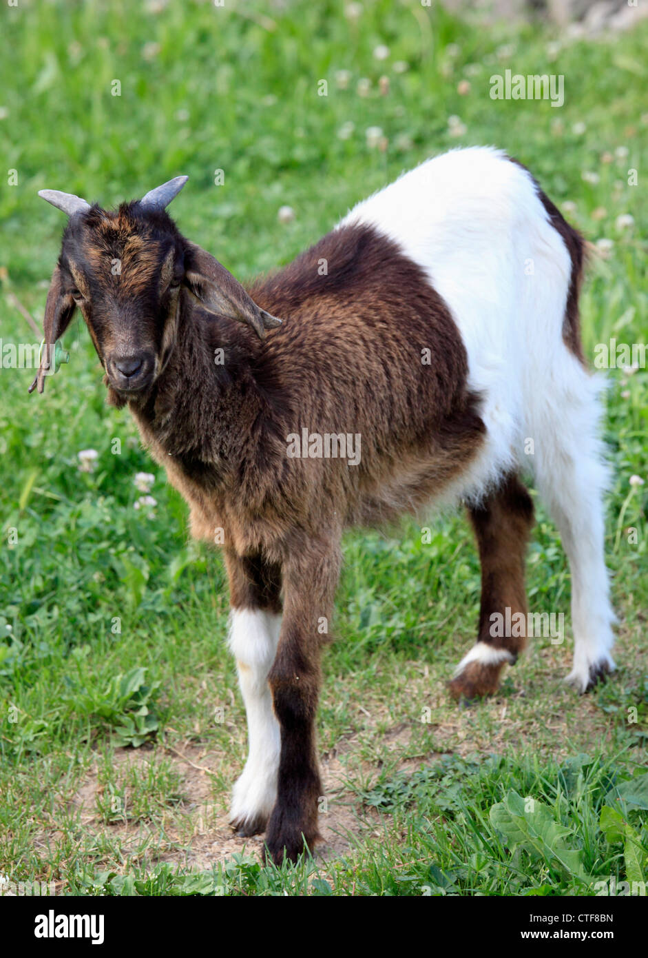 Baby goat hi-res stock photography and images - Alamy