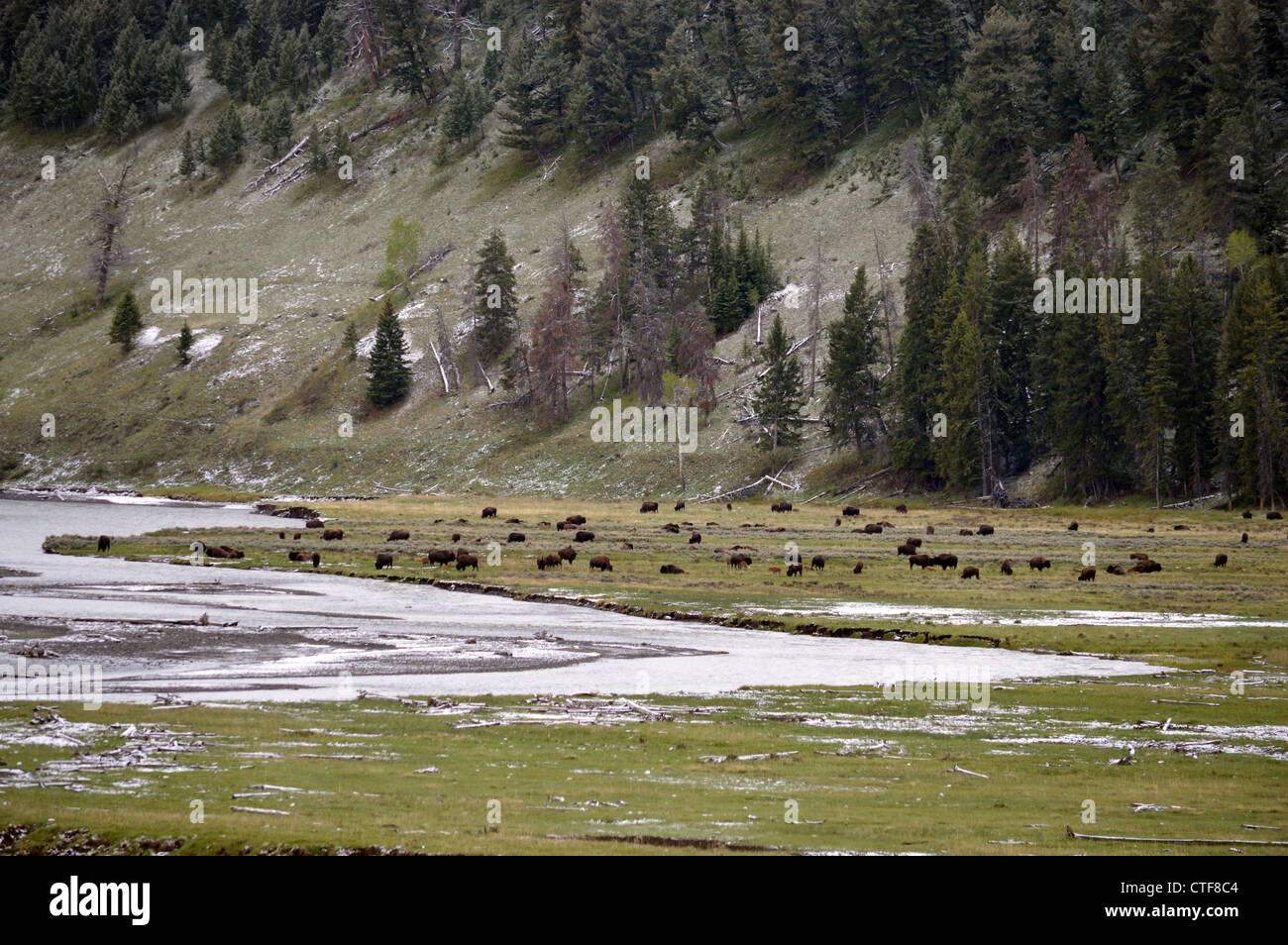 Buffalo in yellowstone hi-res stock photography and images - Alamy