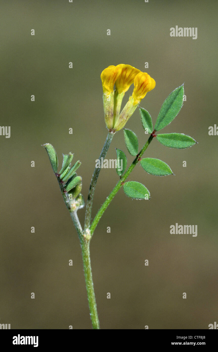 ORANGE BIRD’S-FOOT Ornithopus pinnatus Stock Photo - Alamy