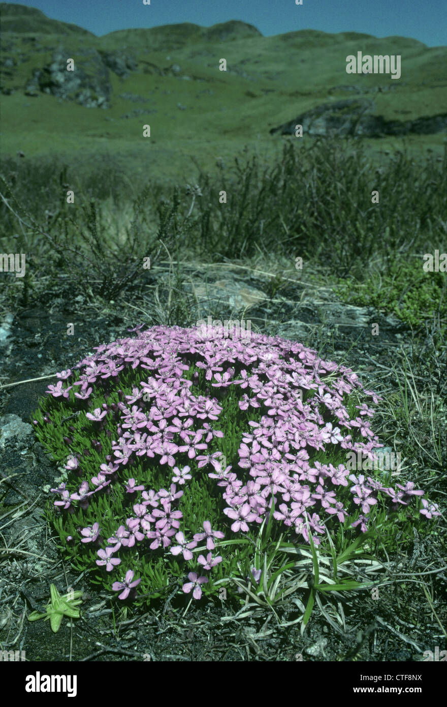 MOSS CAMPION Silene acaulis (Caryophyllaceae Stock Photo - Alamy