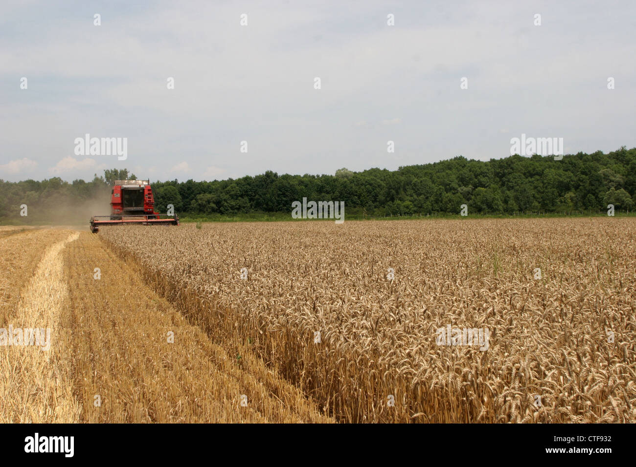 Combine harvesting wheat Stock Photo - Alamy