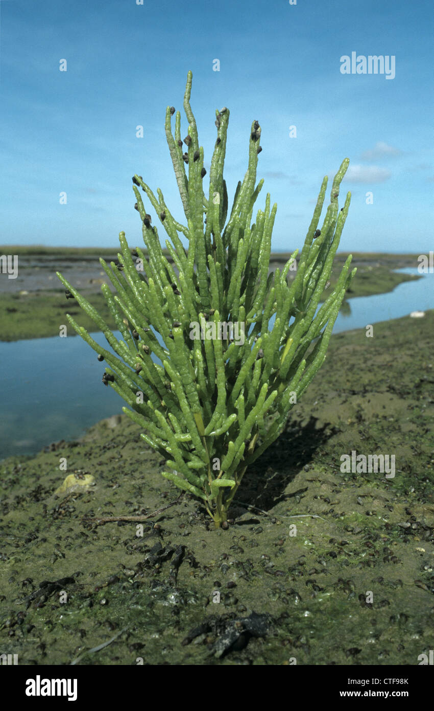 COMMON GLASSWORT Salicornia europaea (Chenopodiaceae Stock Photo - Alamy