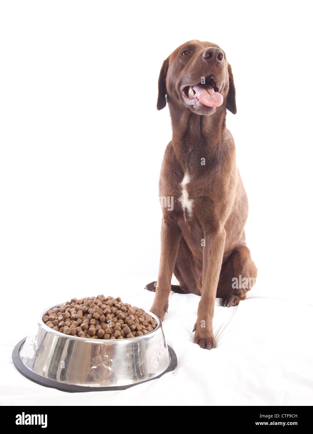 labrador retriever on white background Stock Photo - Alamy